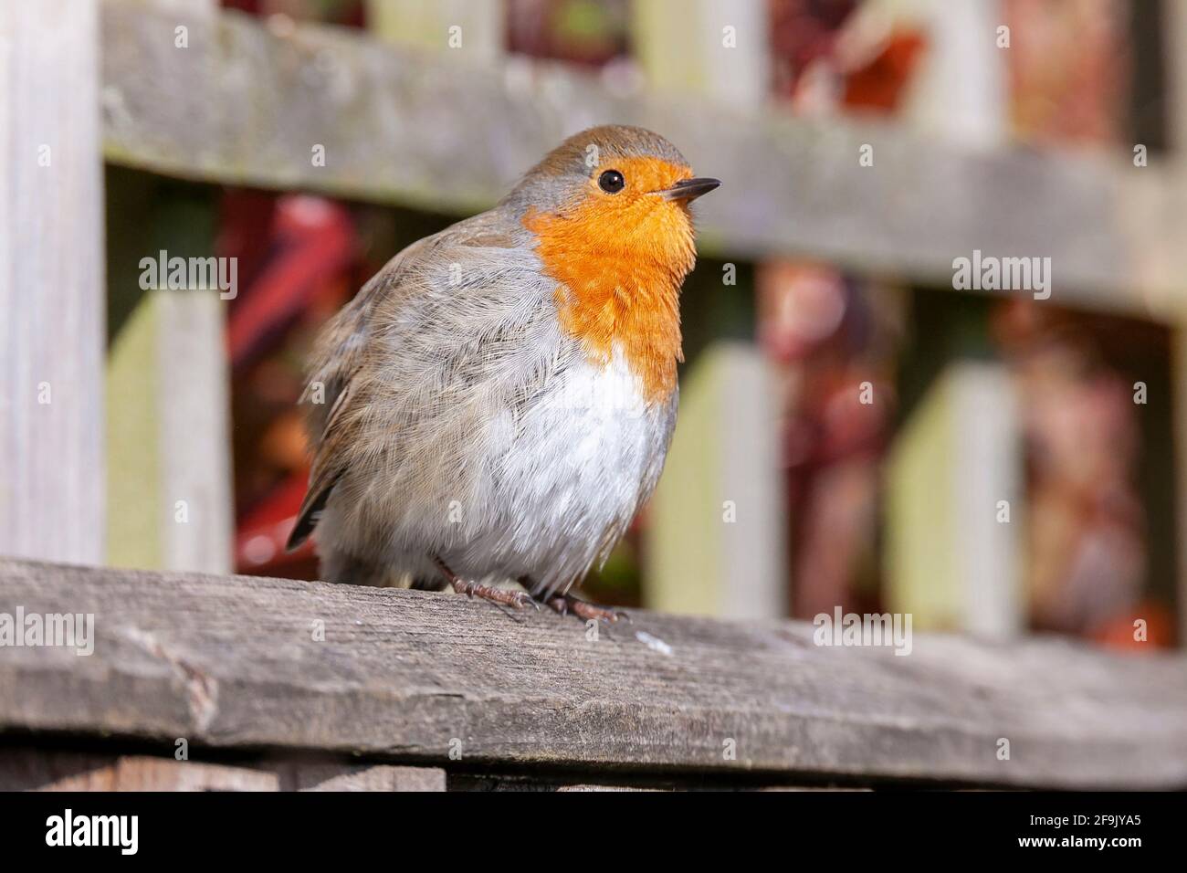 Robin. Erithacus rubecula (Turdidae) on a wooden fence inn a back ...