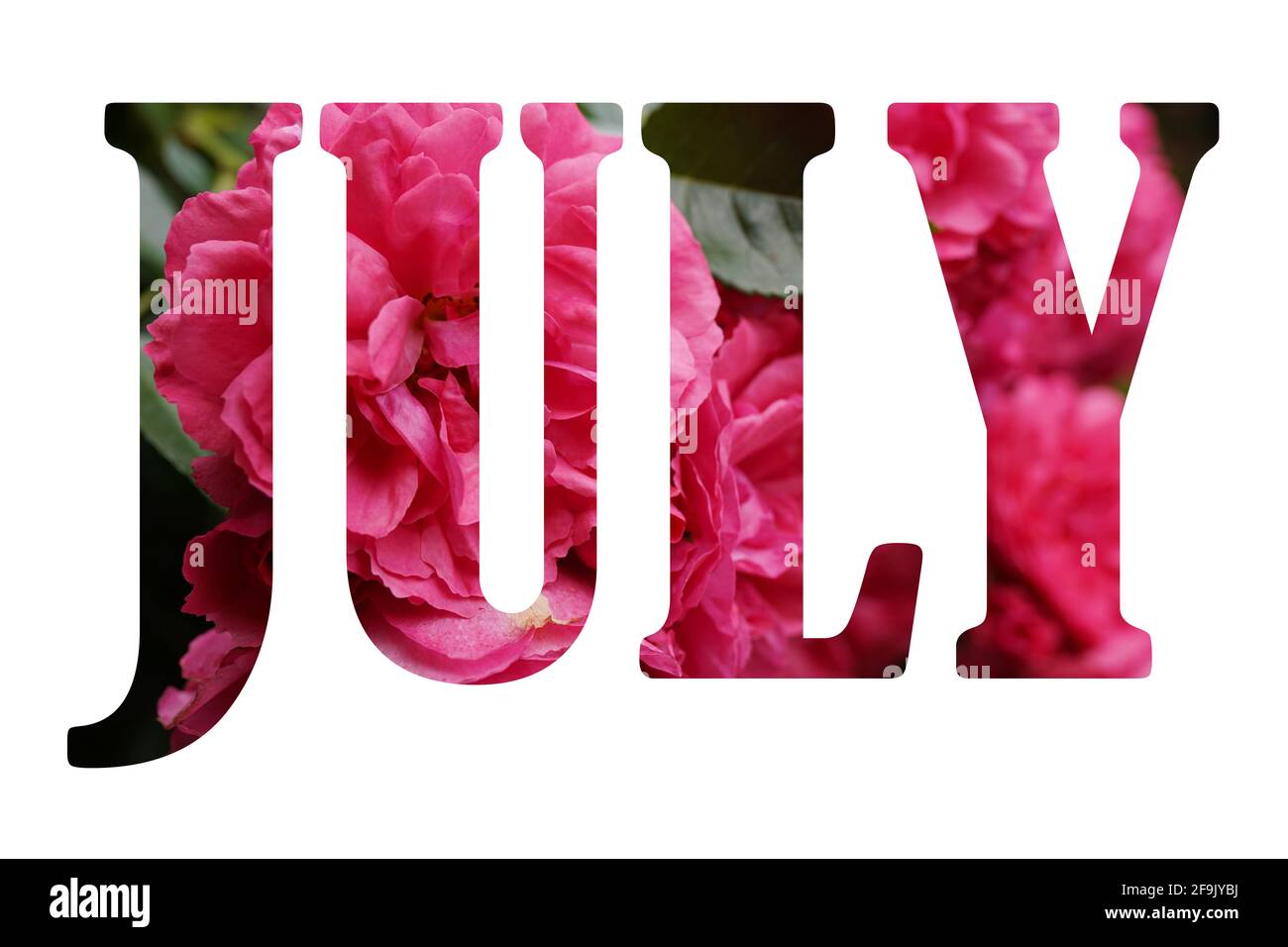 Text JULY from nature flowers background isolated on white Stock Photo ...