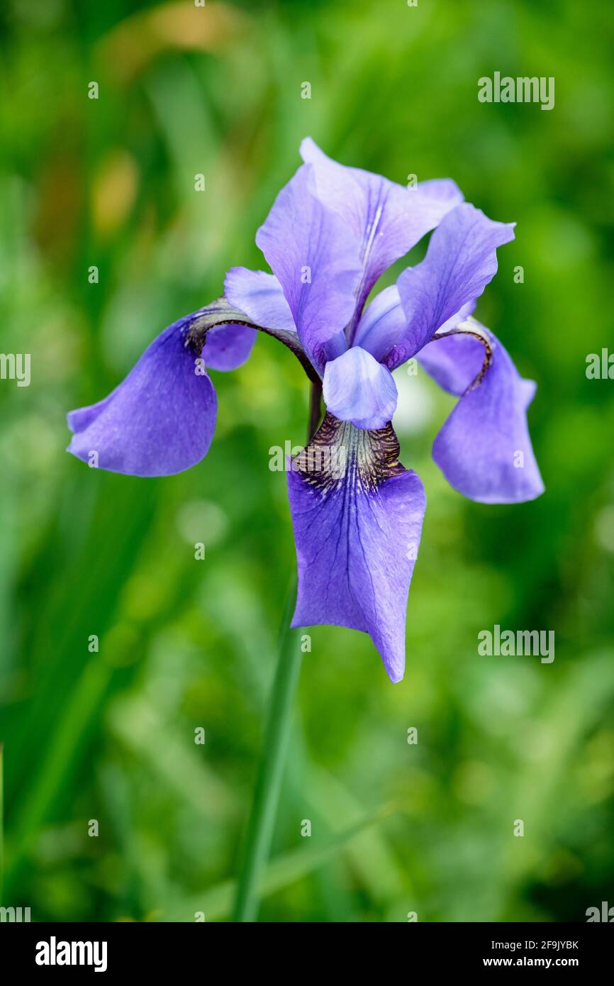 iris sibirica Persimmon, Iris Tycoon, Siberian iris, rich purple flower ...