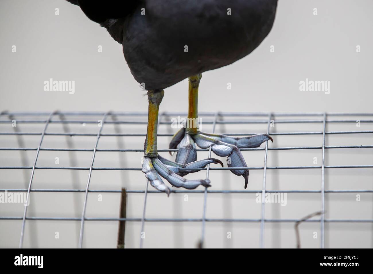 Coote feet hi-res stock photography and images - Alamy