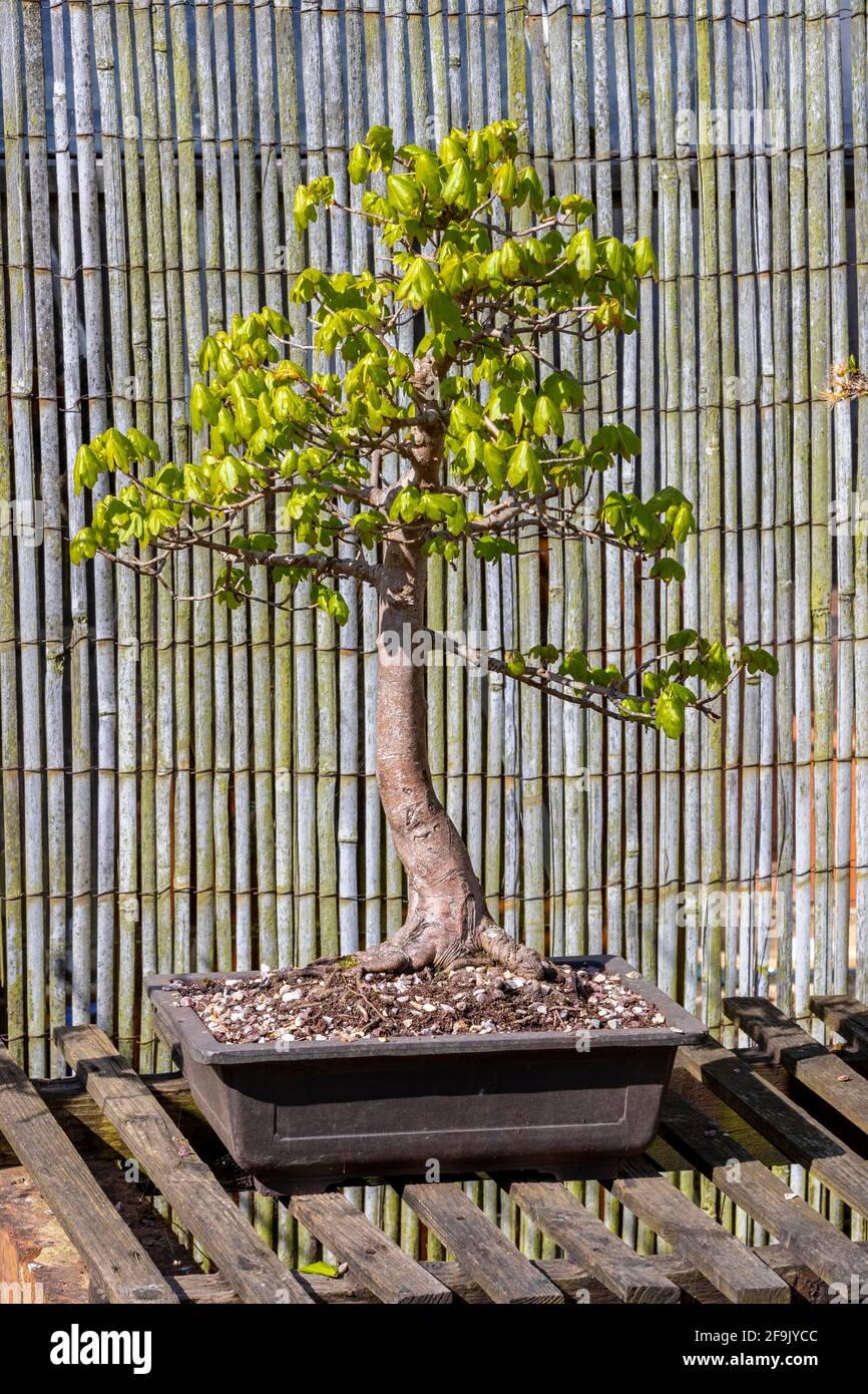 Dwarf japanese maple hi-res stock photography and images - Alamy