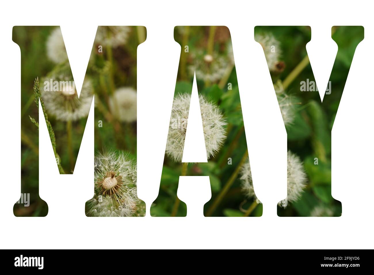 Text MAY from nature flowers background isolated on white Stock Photo ...