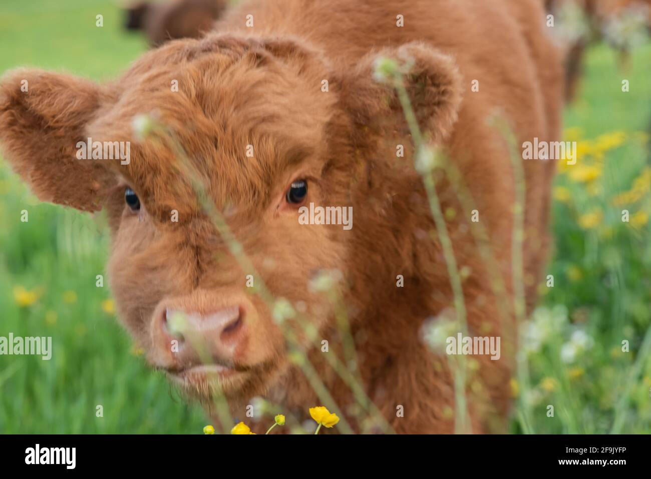 Highland cow evening sun hi-res stock photography and images - Alamy