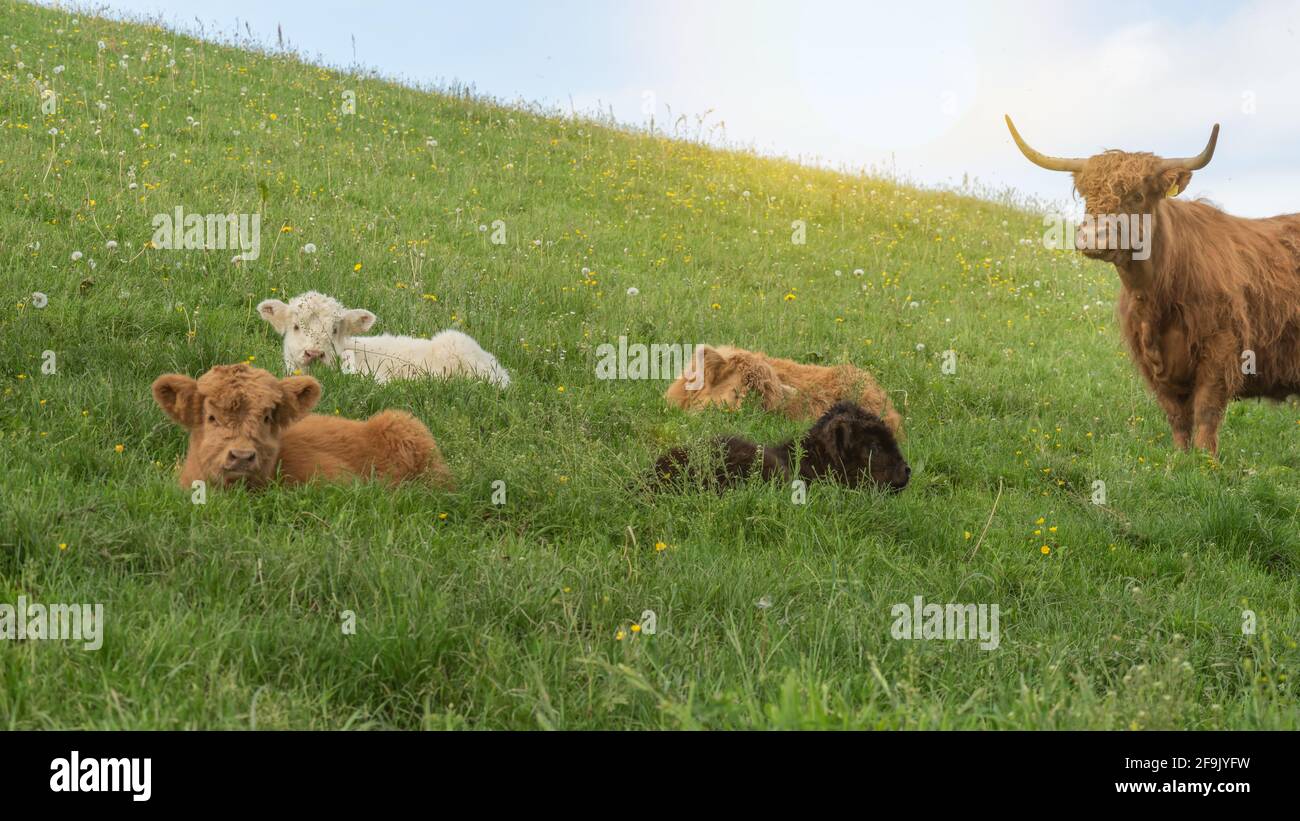 Highland cow evening sun hi-res stock photography and images - Alamy