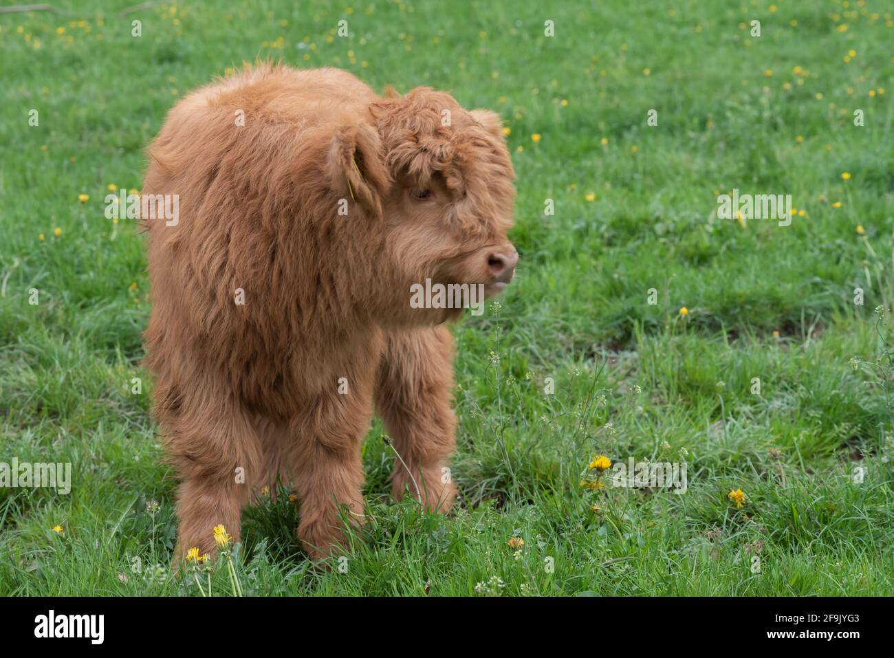 Sky and sunset with highland cow hi-res stock photography and images ...