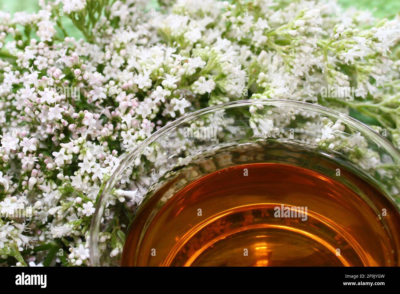 Valerian tea hi-res stock photography and images - Alamy