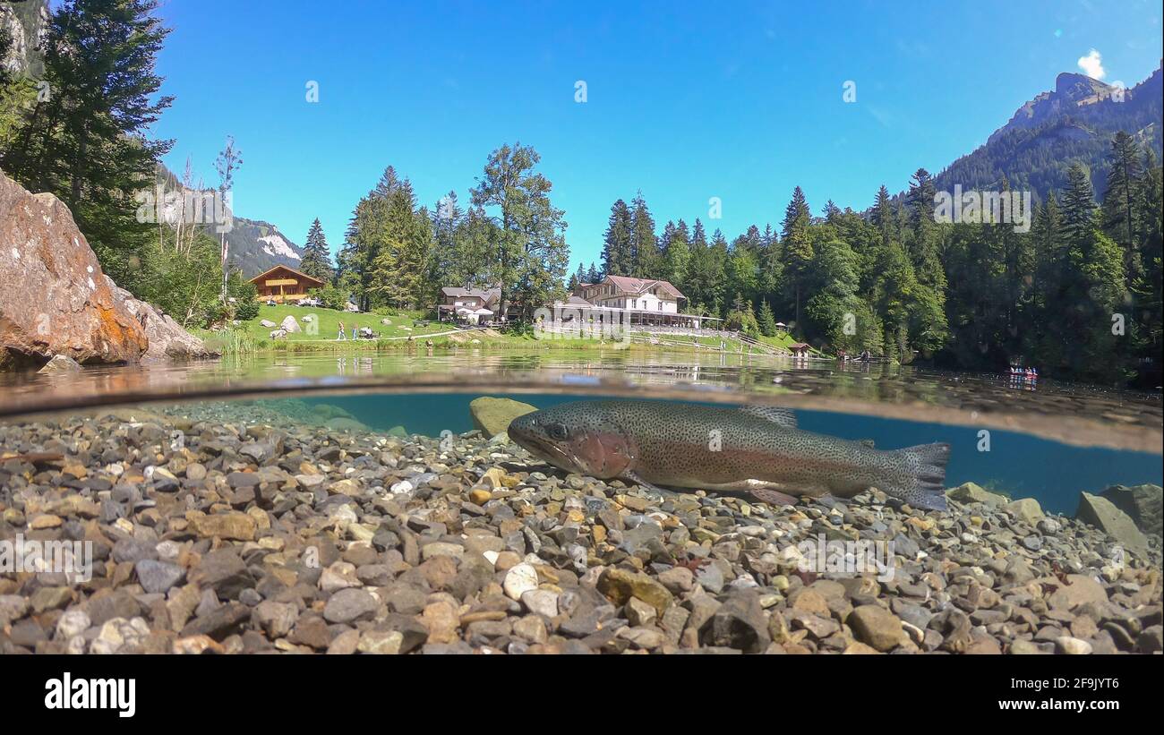 Blausee bern hi-res stock photography and images - Alamy