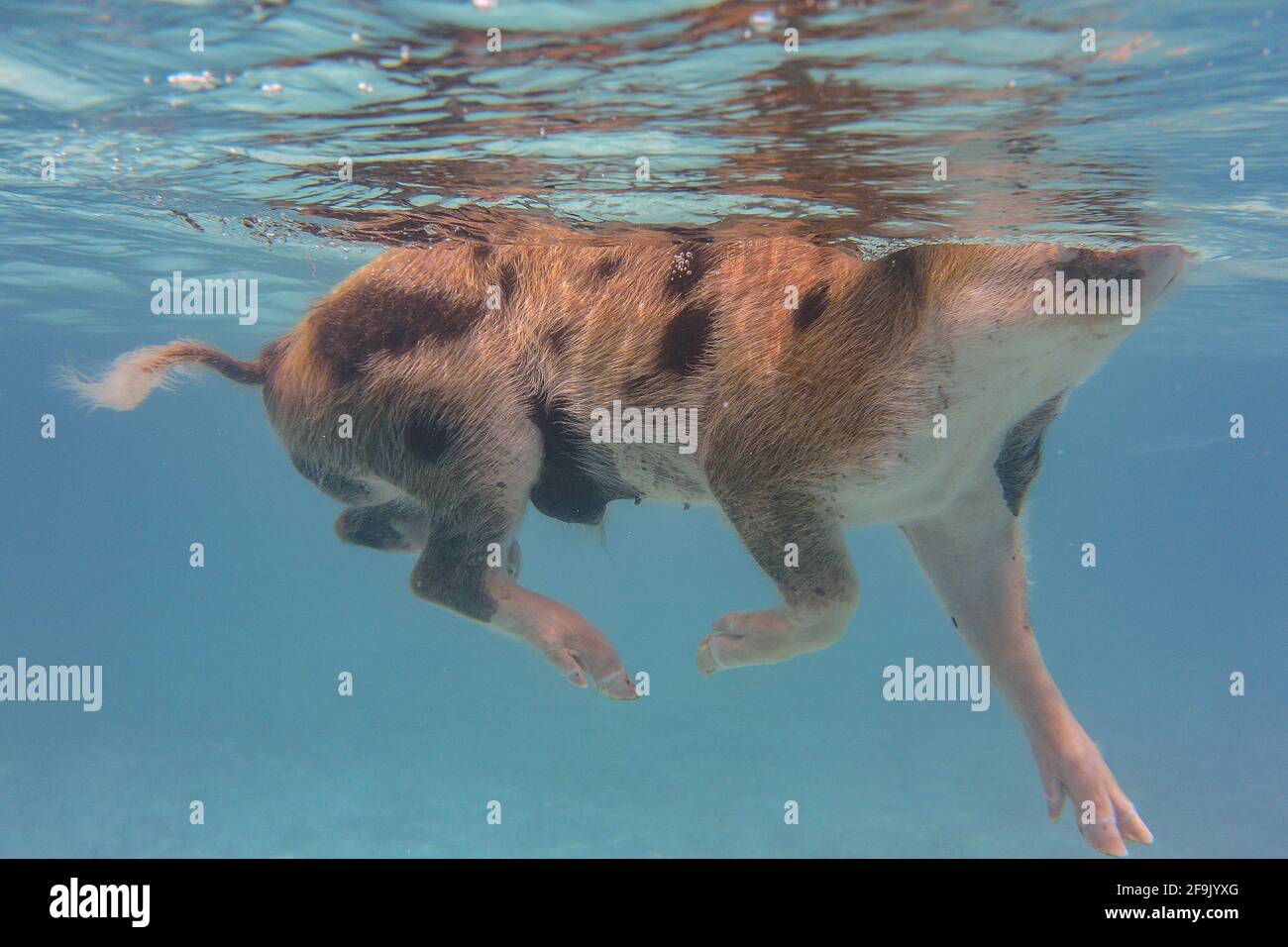 Funny pig is swimming in the sea Stock Photo - Alamy