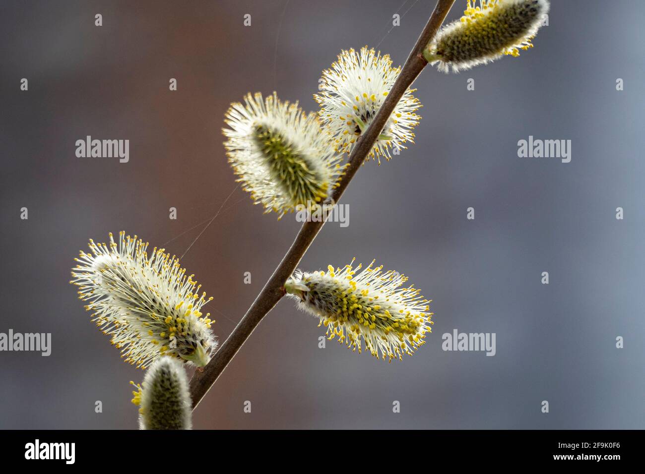 Russia, Moscow. A willow tree in bloom Stock Photo - Alamy