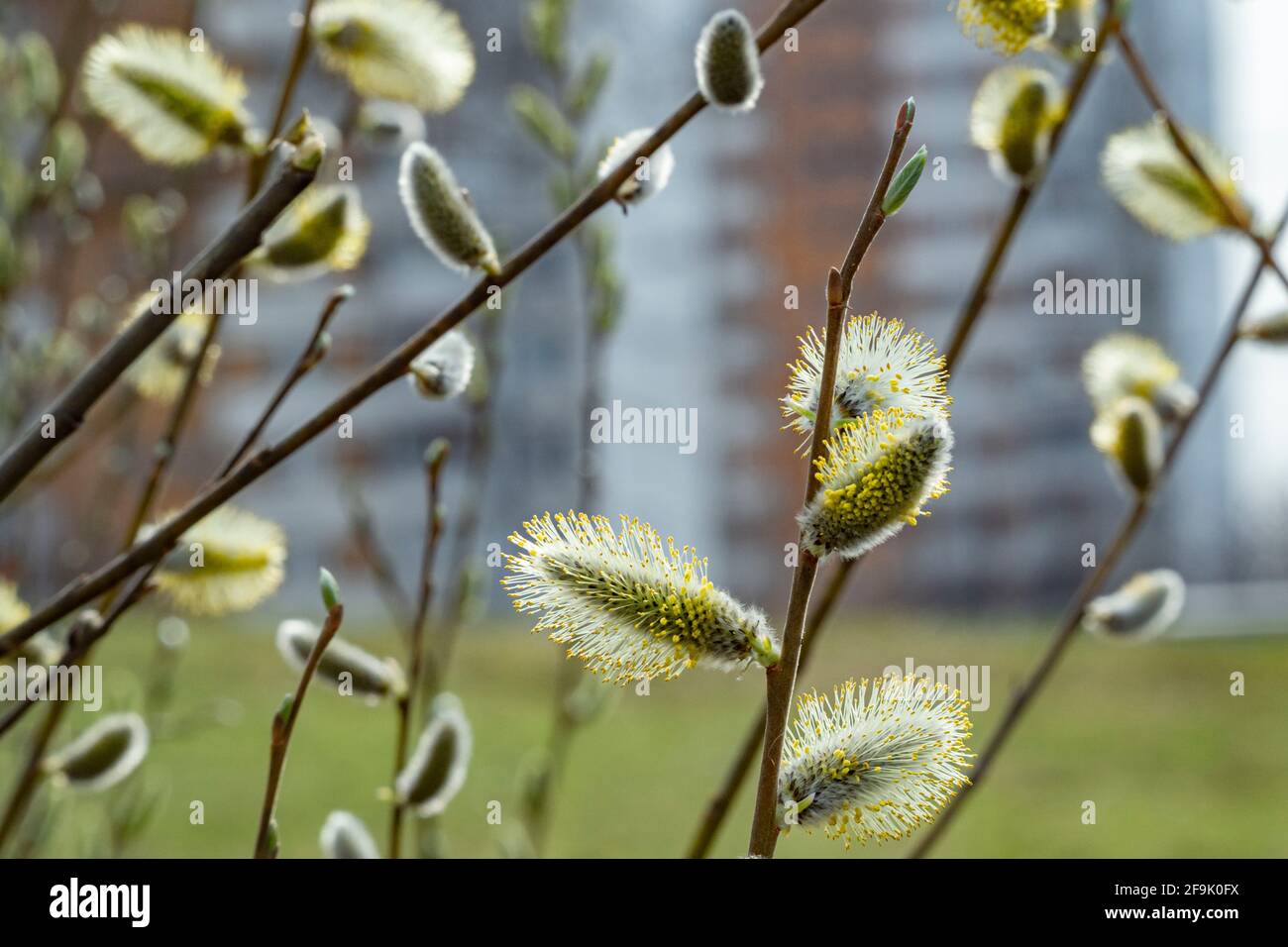 Russia, Moscow. A willow tree in bloom Stock Photo - Alamy