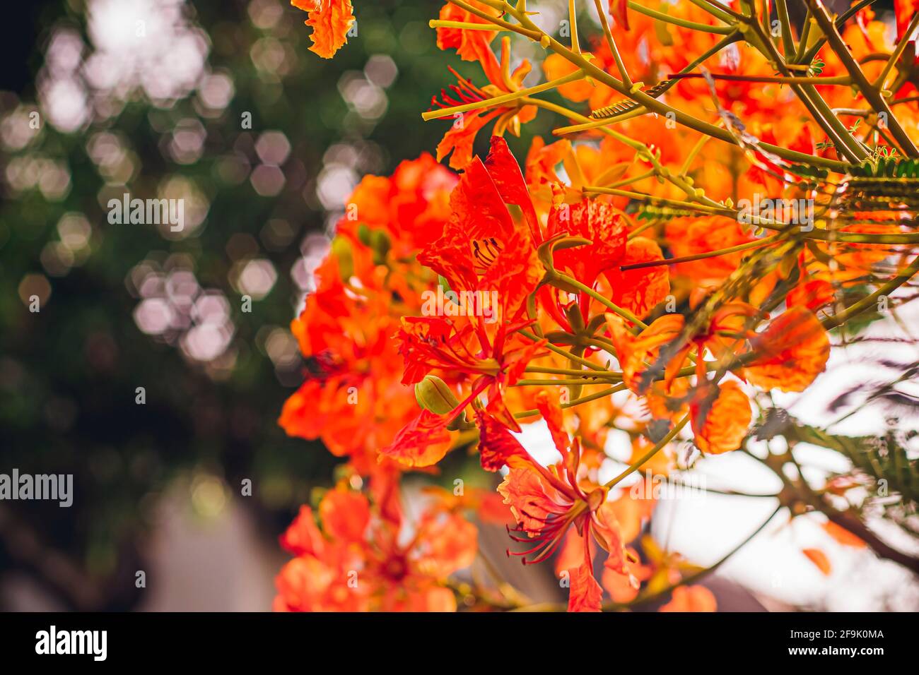 Royal poinciana blossoms leaves delonix regia hi-res stock photography ...