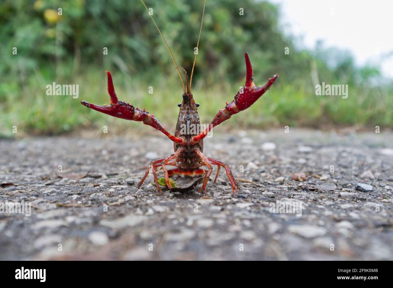 Red swamp crawfish procambarus clarkii hi-res stock photography and ...