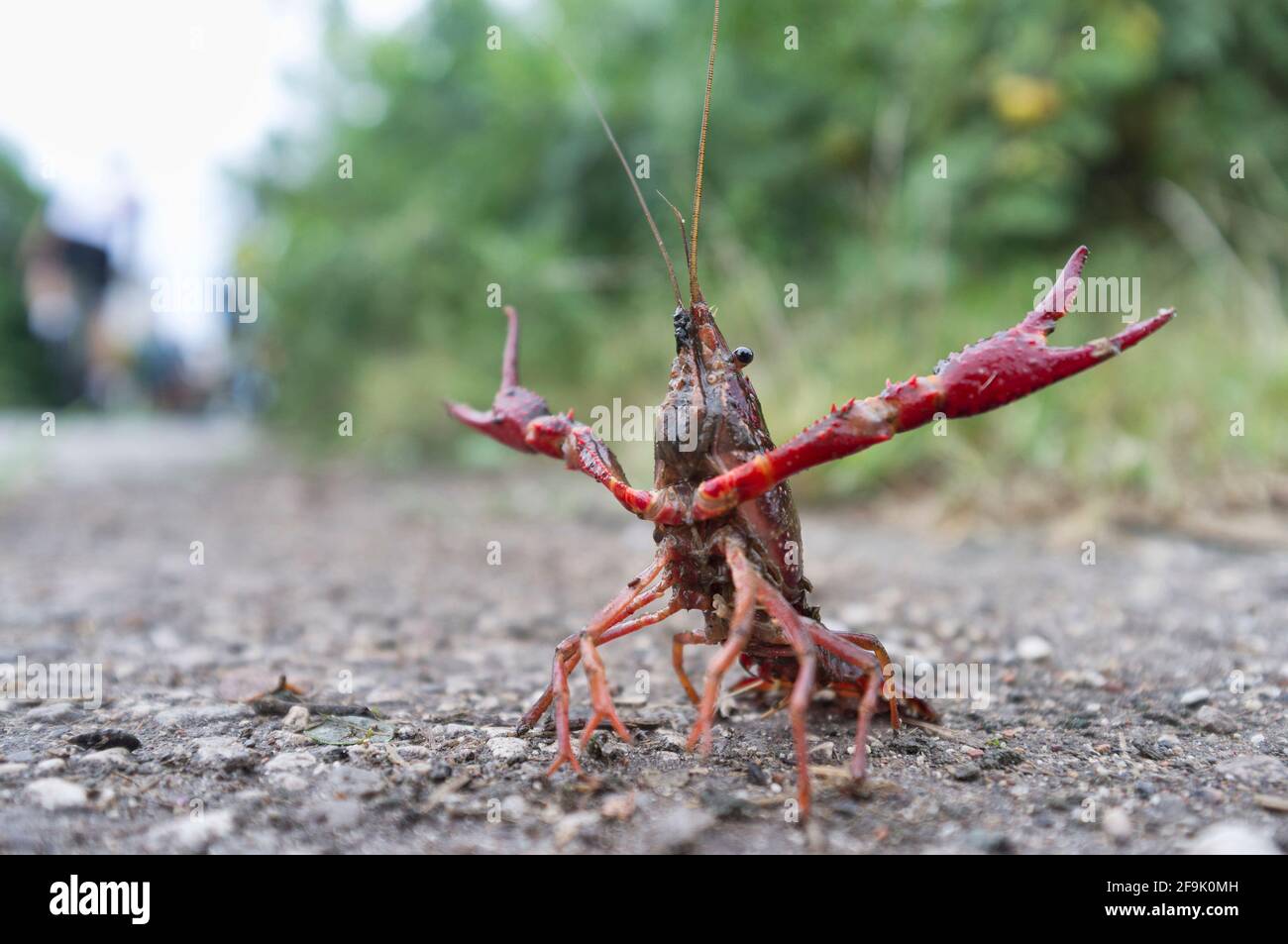 Louisiana swamp crayfish hi-res stock photography and images - Alamy