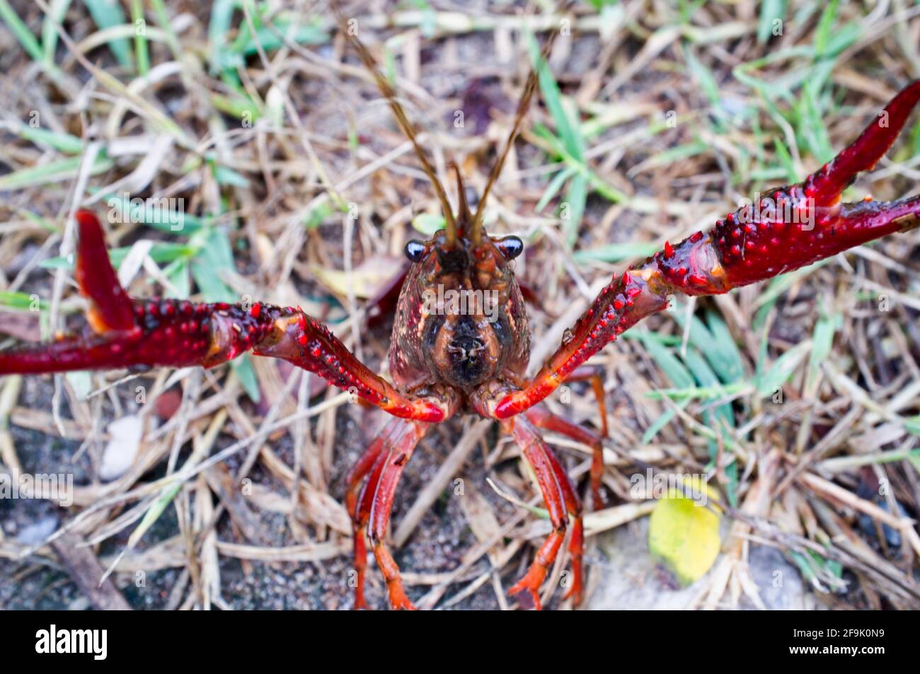 Red swamp crawfish hi-res stock photography and images - Alamy