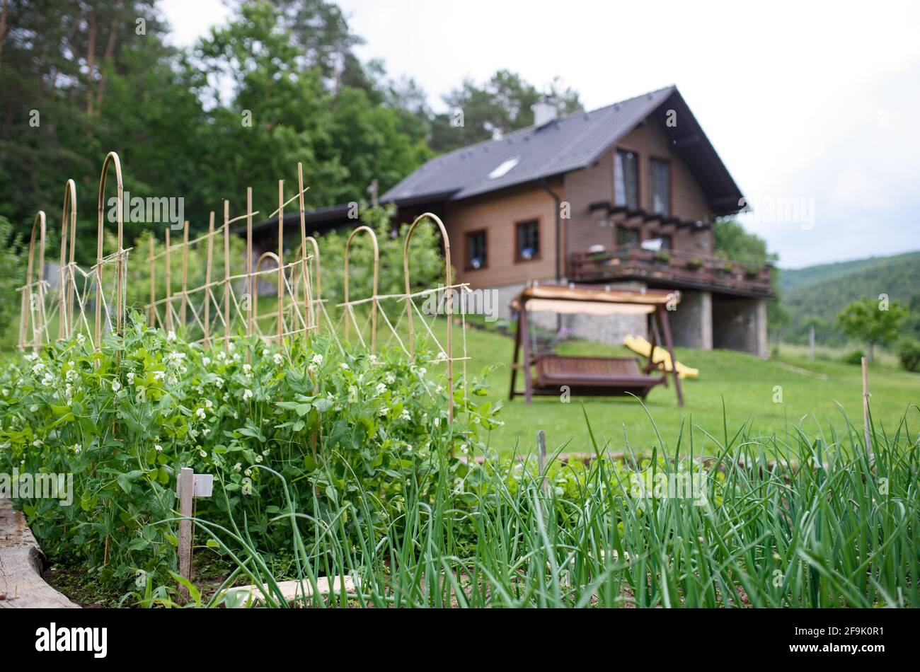 Vegetable garden in the backyard in the countryside, sustainable ...