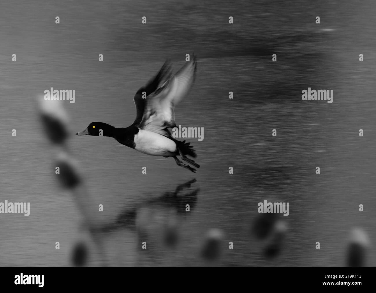 Gold duck hi-res stock photography and images - Alamy