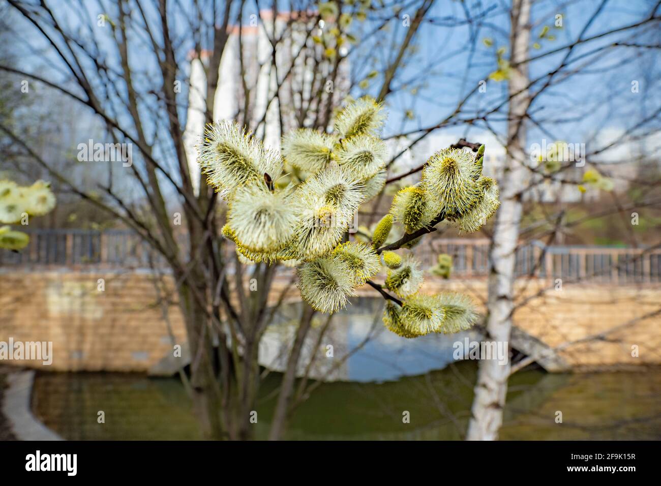 Russia, Moscow. A willow tree in bloom Stock Photo - Alamy