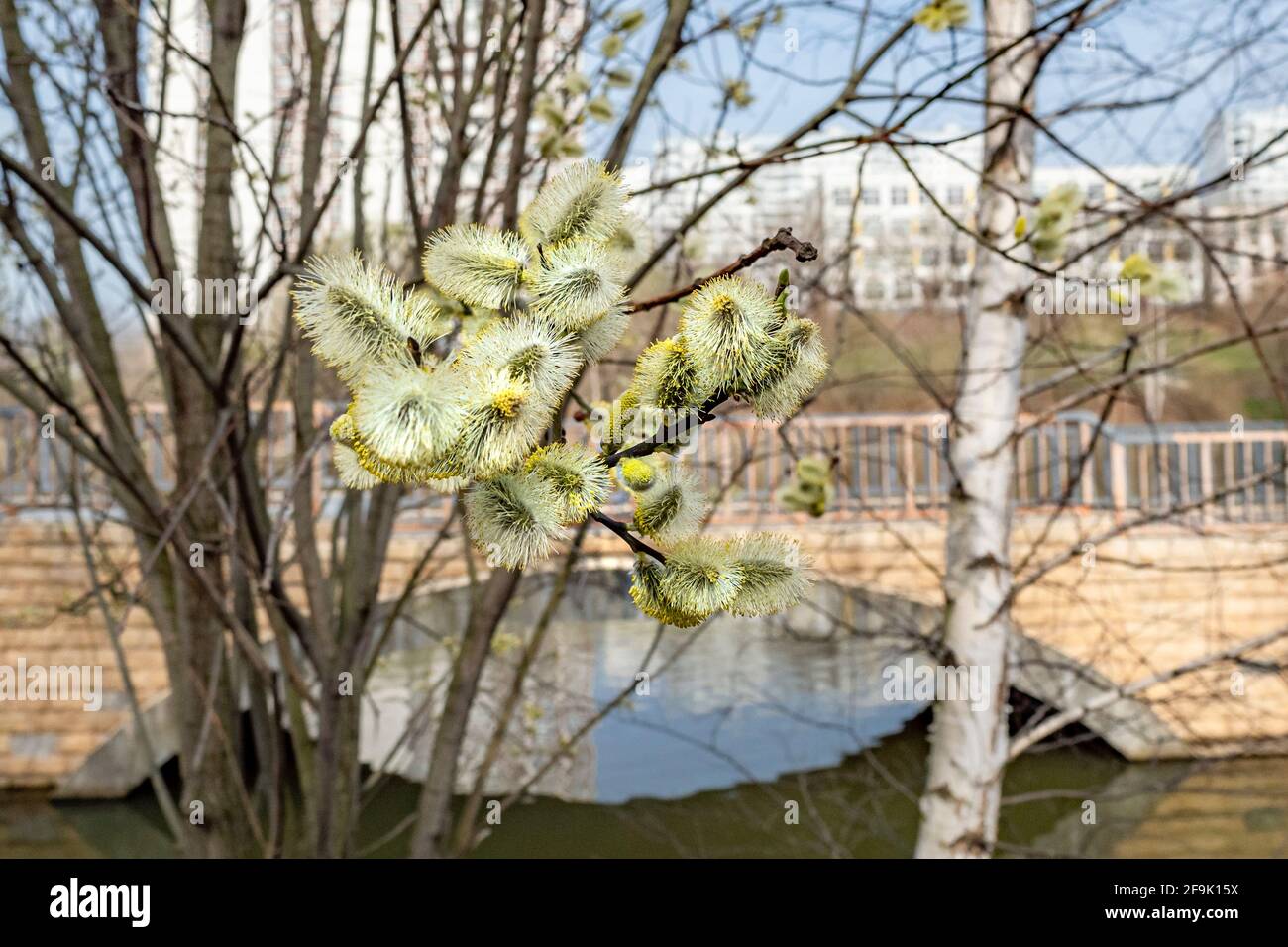 Russia, Moscow. A willow tree in bloom Stock Photo - Alamy