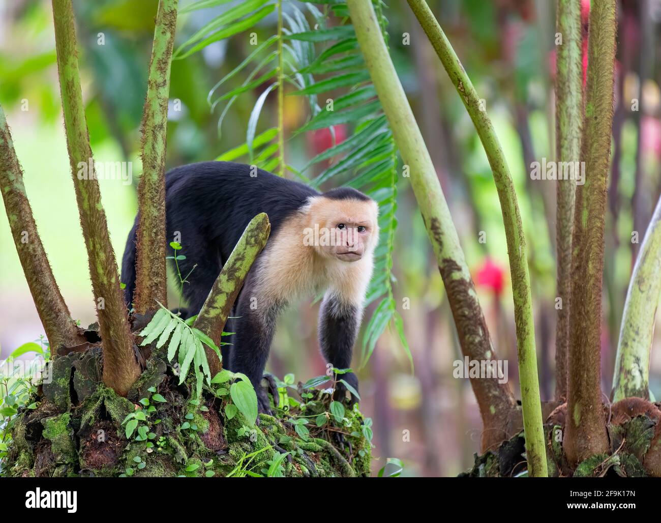 White-faced Capuchin monkey standing on a branch in the tropical ...