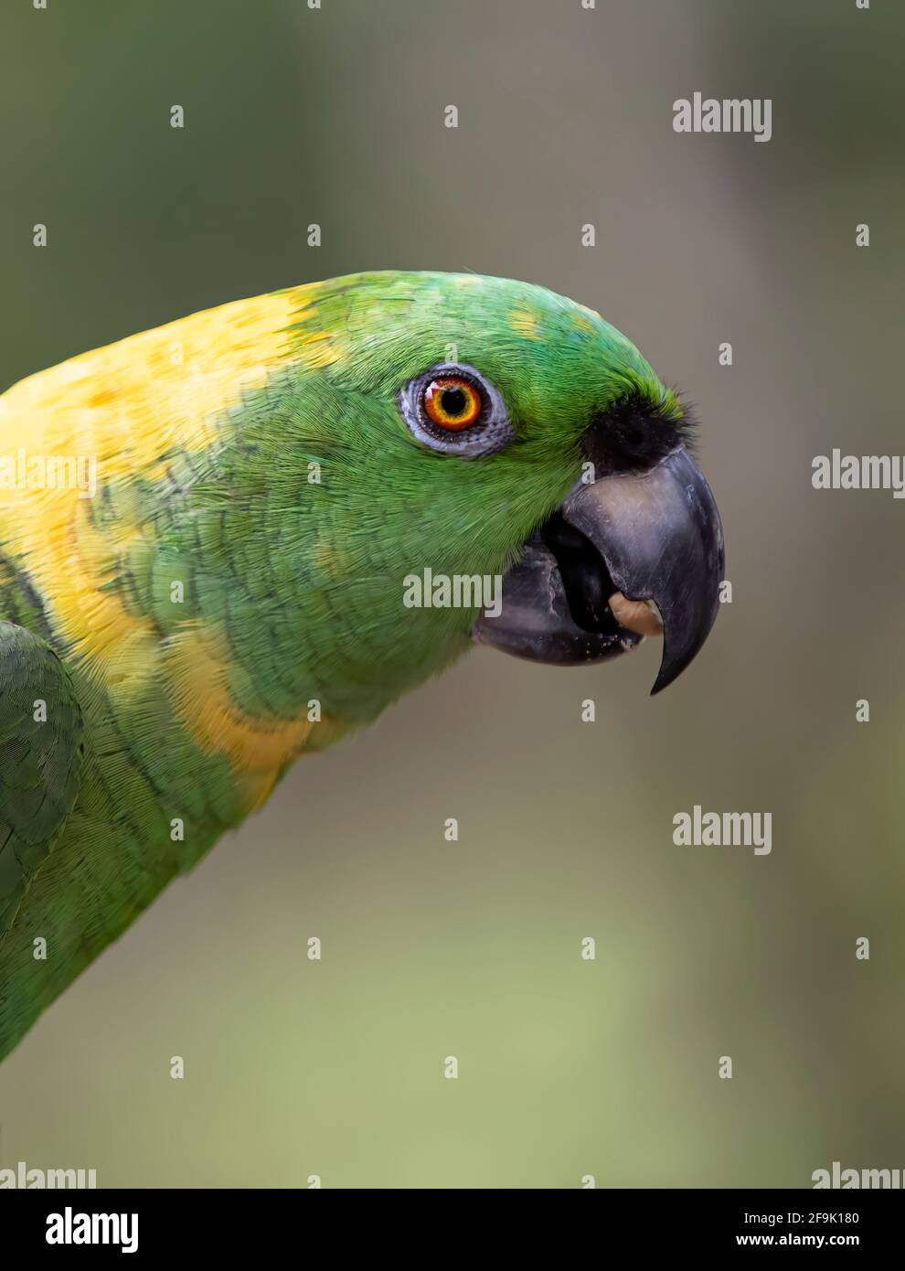 Yellow naped amazon parrot hi-res stock photography and images - Alamy