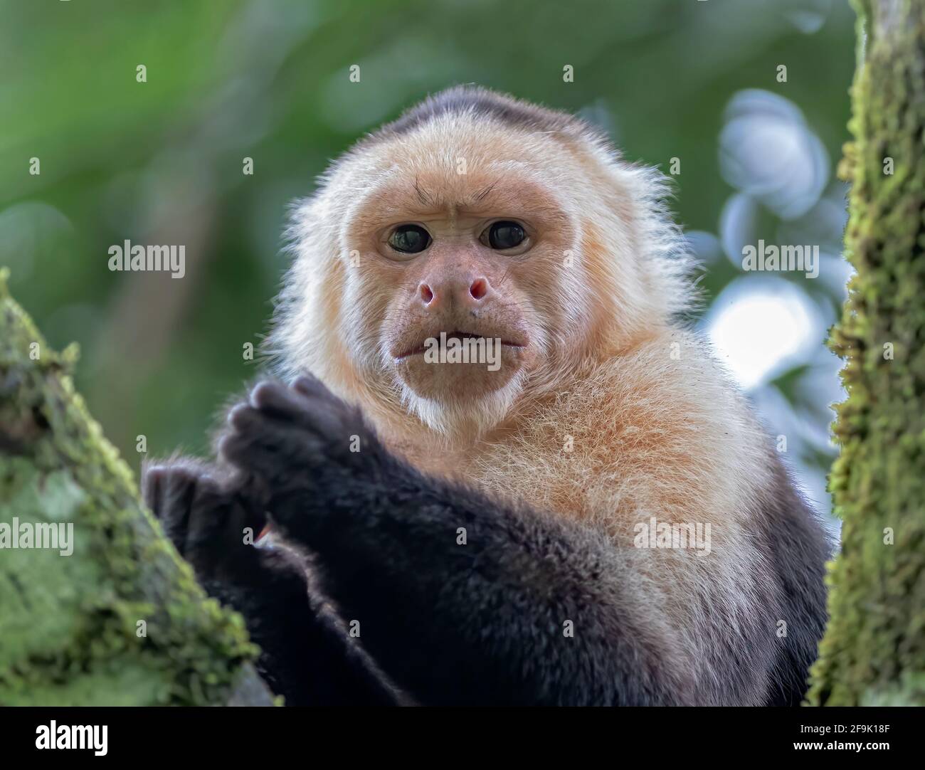 White-faced Capuchin monkey standing on a branch in the tropical ...