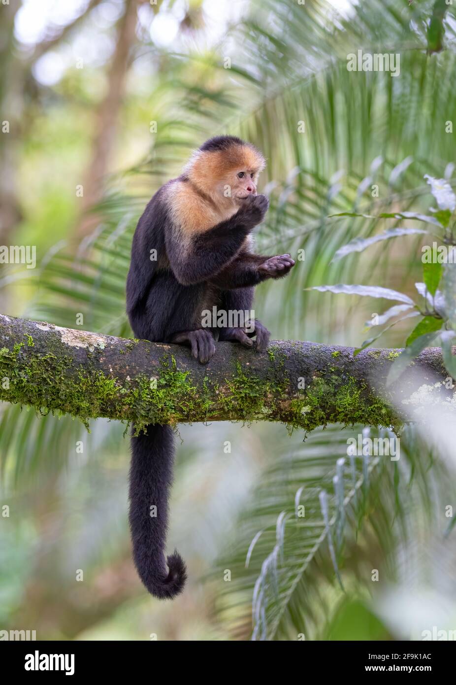 White-faced Capuchin monkey standing on a branch in the tropical ...