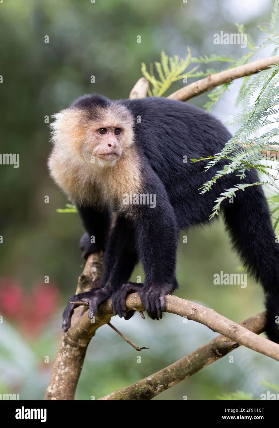 White-faced Capuchin monkey standing on a branch in the tropical ...