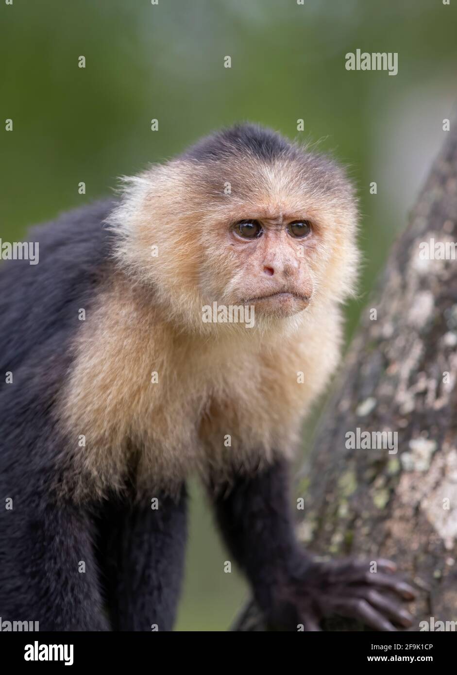 White-faced Capuchin monkey standing on a branch in the tropical ...