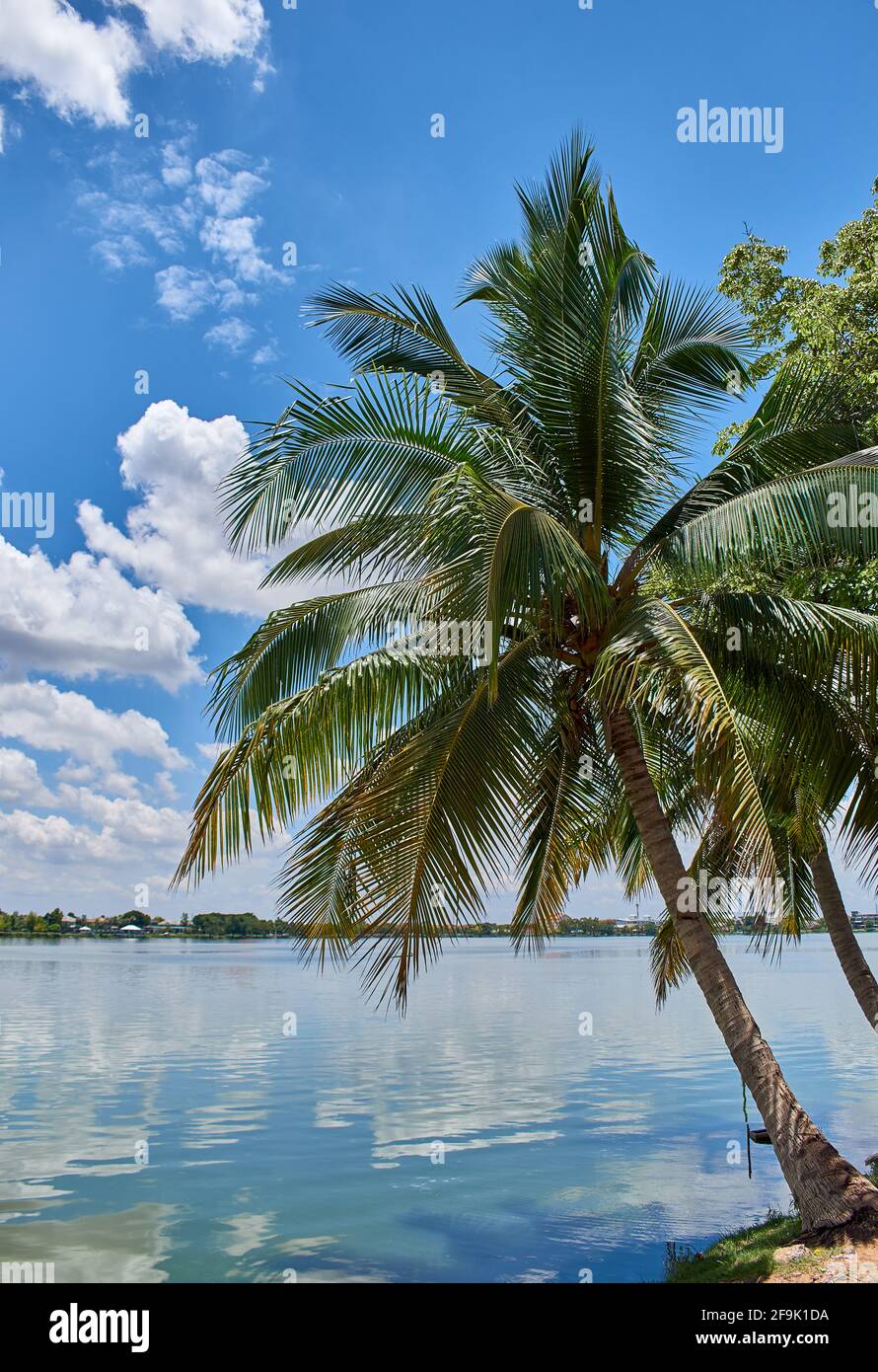 The coconut palm trees in a summertime Stock Photo - Alamy The coconut palm trees in a summertime Stock Photo - Alamy