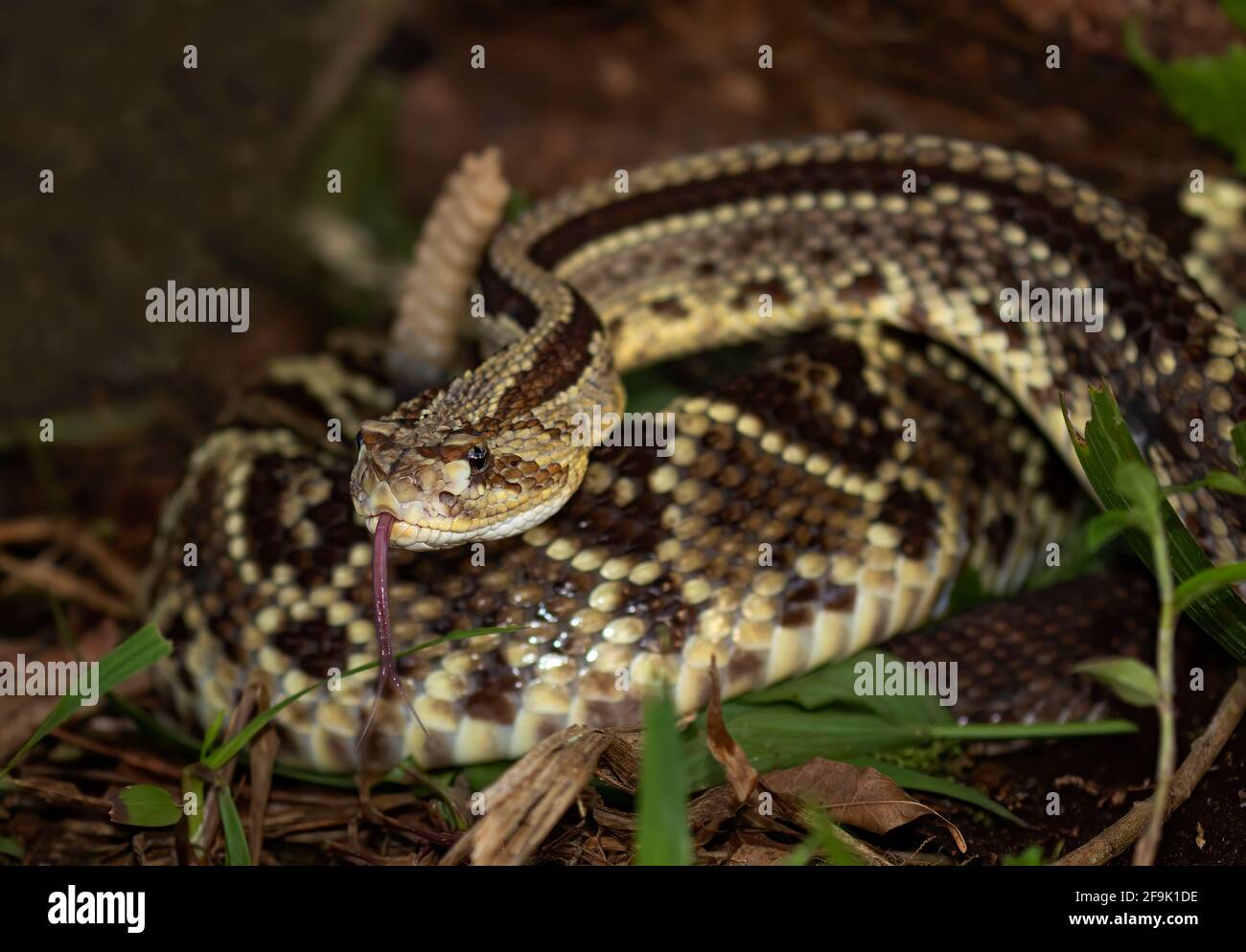 Rattlesnake gets ready to strike in the jungles of Costa Rica Stock ...