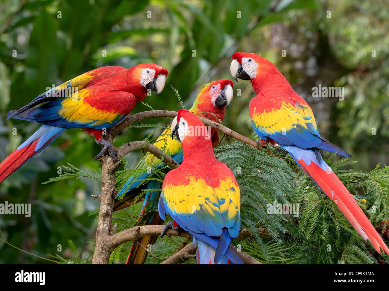 Scarlet macaws jungle hi-res stock photography and images - Alamy