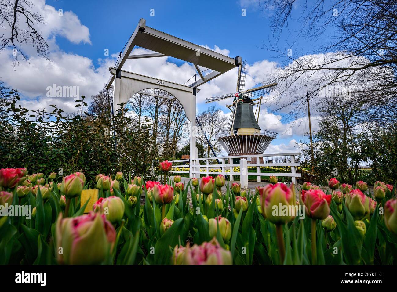 Famous landscape of Holland in spring Stock Photo - Alamy