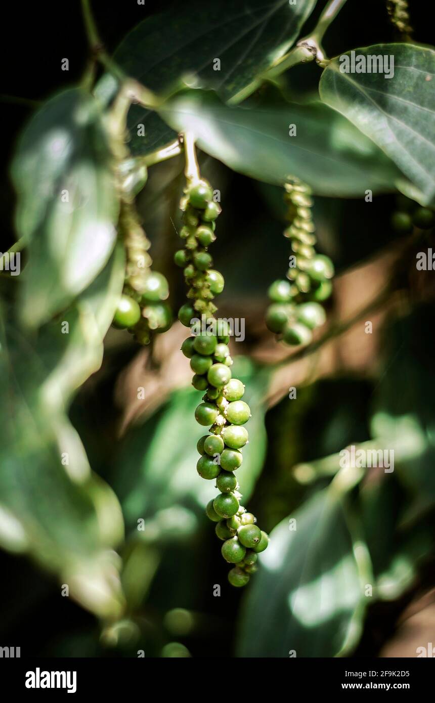 organic peppercorn pods growing on pepper vine plant in kampot cambodia ...