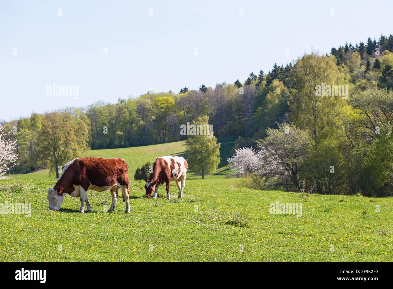 Cows grazing on spring hi-res stock photography and images - Alamy