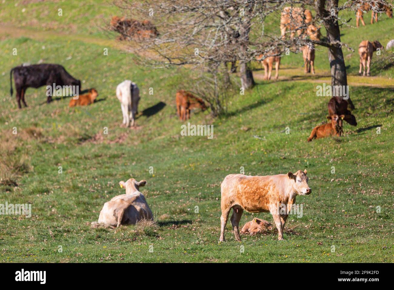 Calf tree calves on grass hi-res stock photography and images - Alamy