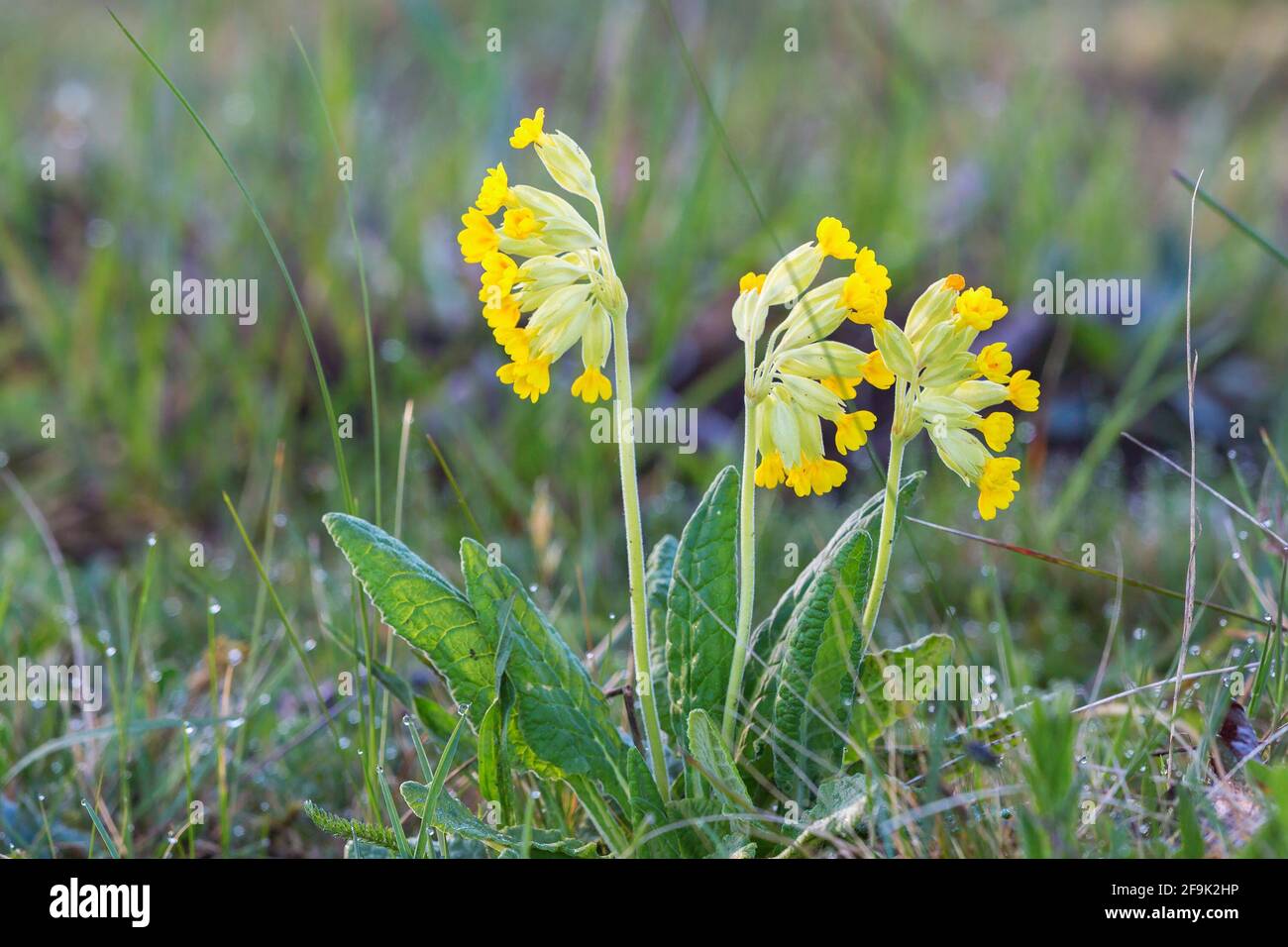 Cowslip low angle hi-res stock photography and images - Alamy