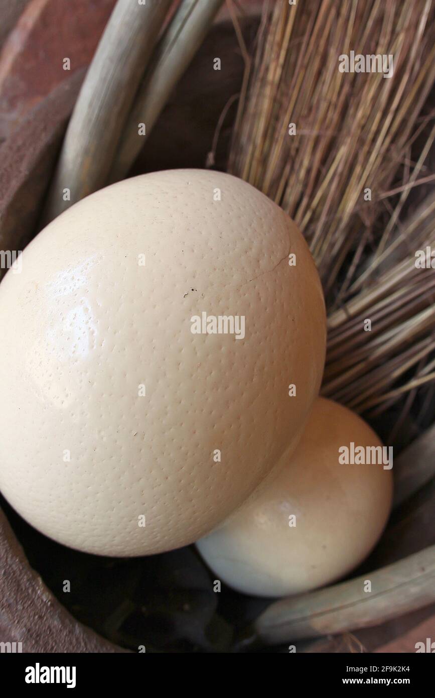 Ostrich egg art hi-res stock photography and images - Alamy