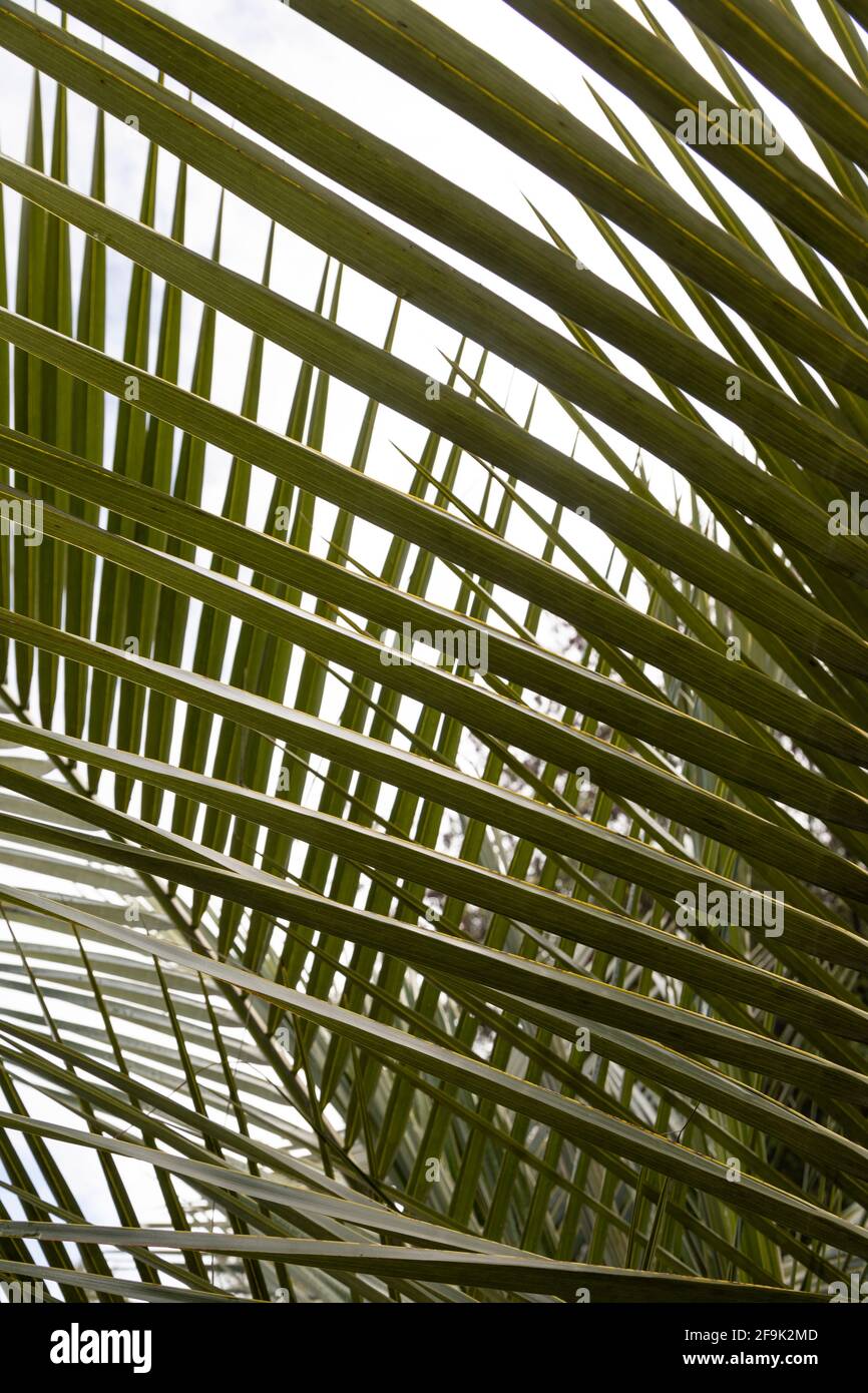 detail of palm leaf tip texture, background Stock Photo - Alamy