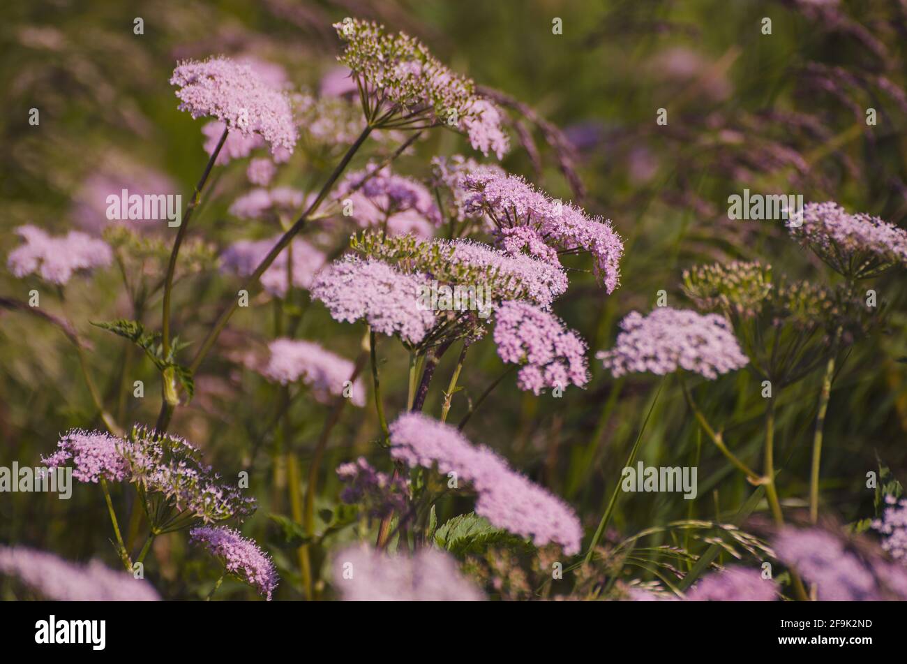 Spring white flowers Stock Photo - Alamy