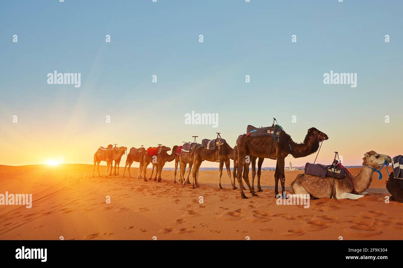 Camel caravan going through the sand dunes in the Sahara Desert, Morocco Stock Photo - Alamy
