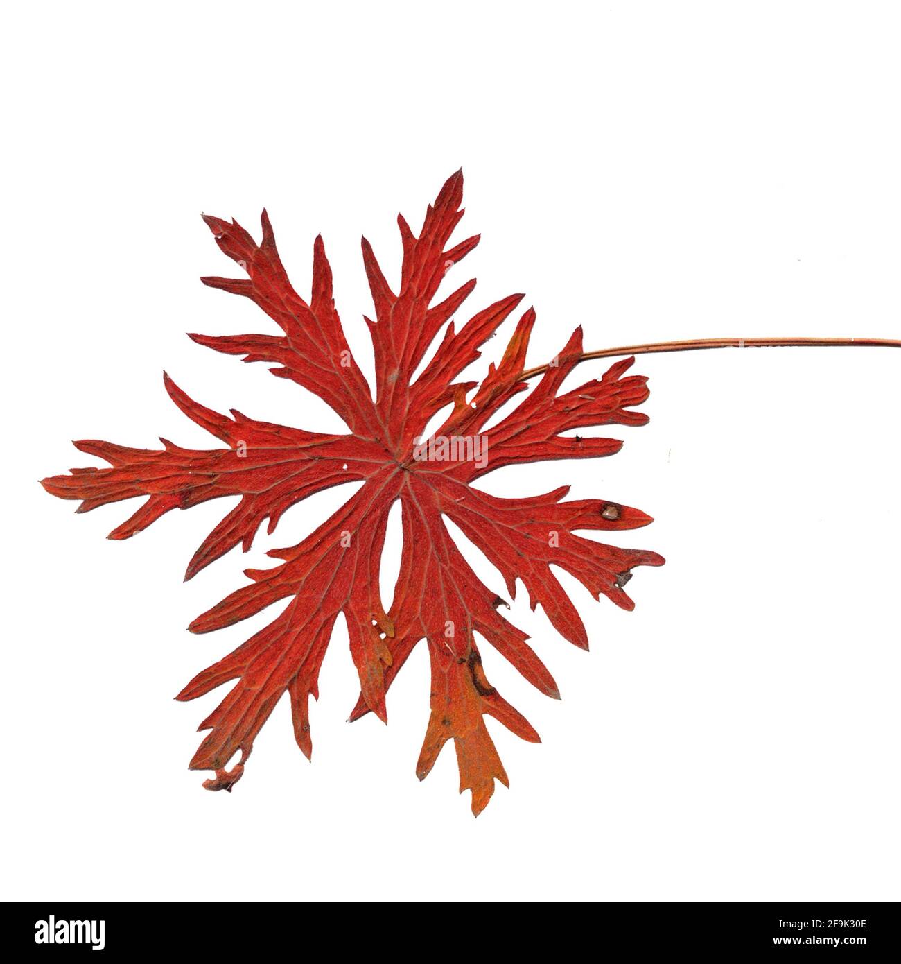 One leaf type Cut Out Stock Images & Pictures - Alamy