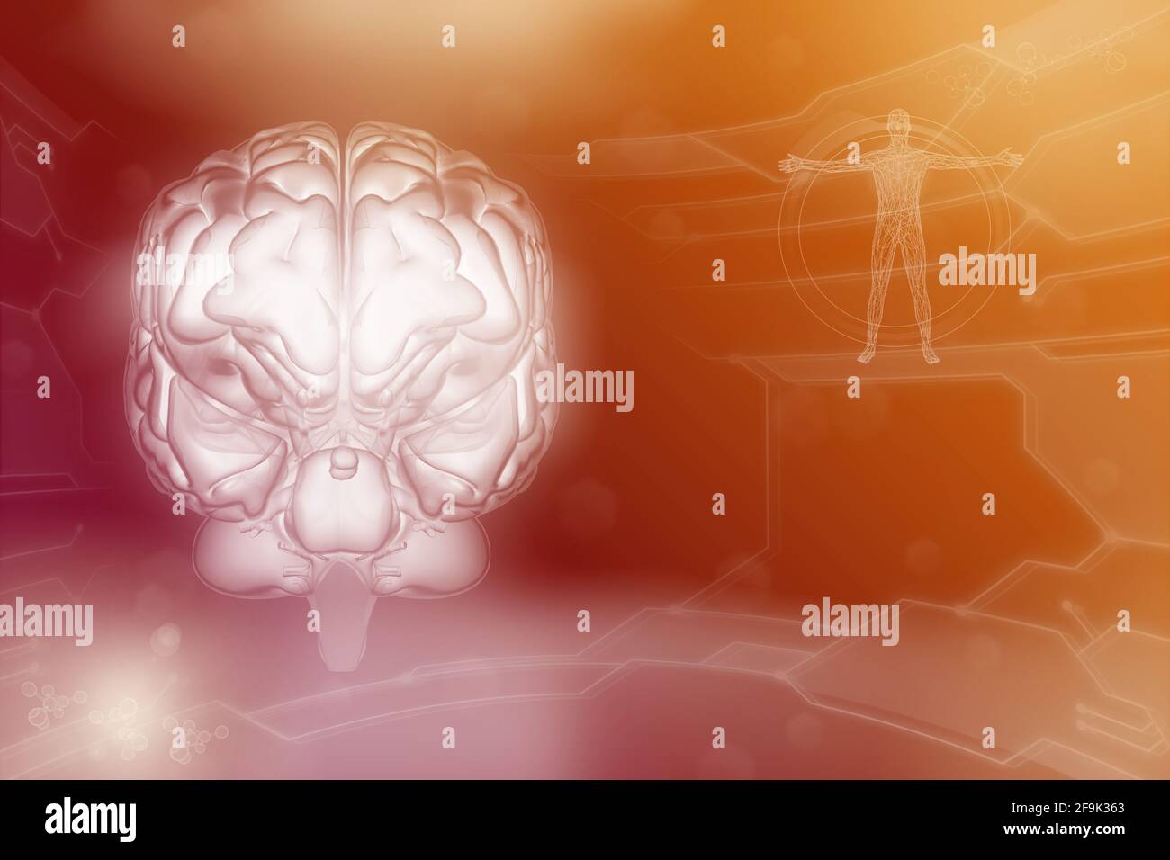 Medical 3D illustration - human brain, wisdom work concept - detailed ...