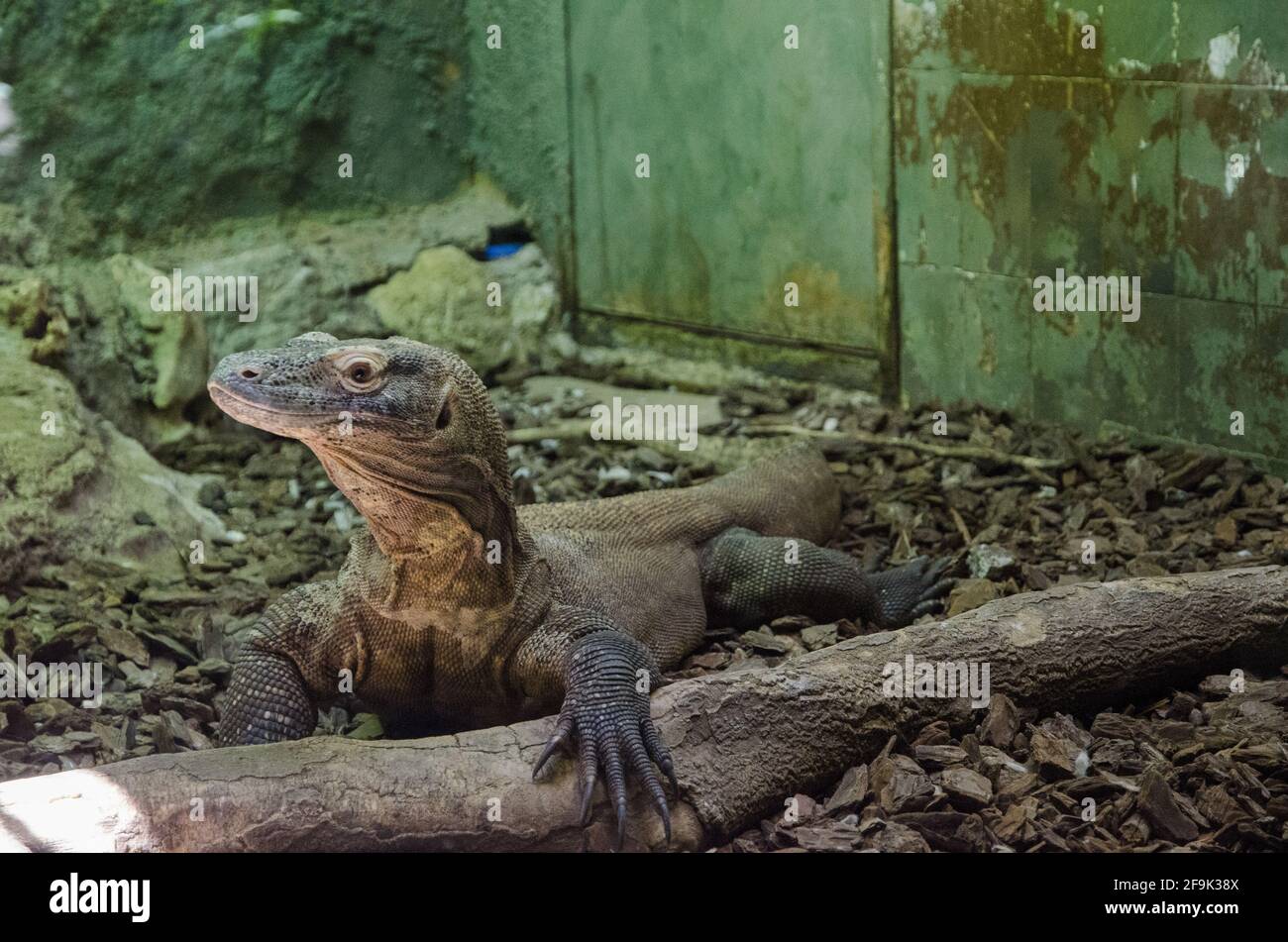 Varan lizard climbing a tree in zoo, Barcelona, Spain Stock Photo - Alamy