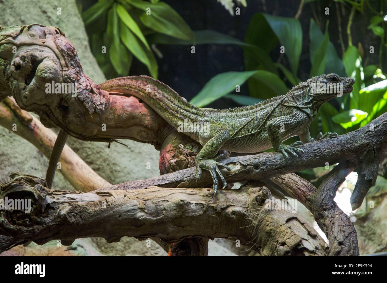 A big lizard climbing a tree in the jungle. Portrait of green big ...