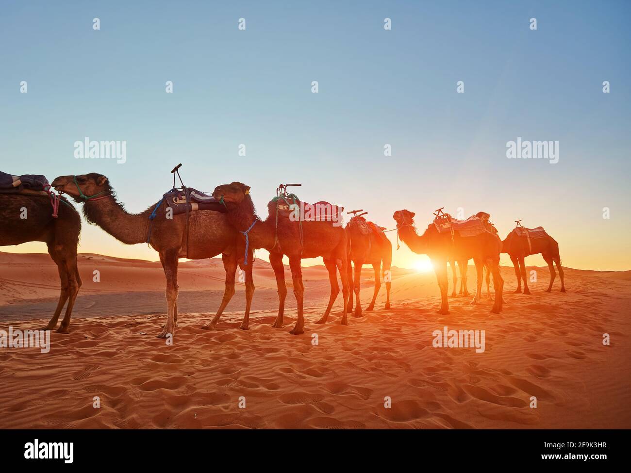 Camel caravan going through the sand dunes in the Sahara Desert, Morocco Stock Photo - Alamy