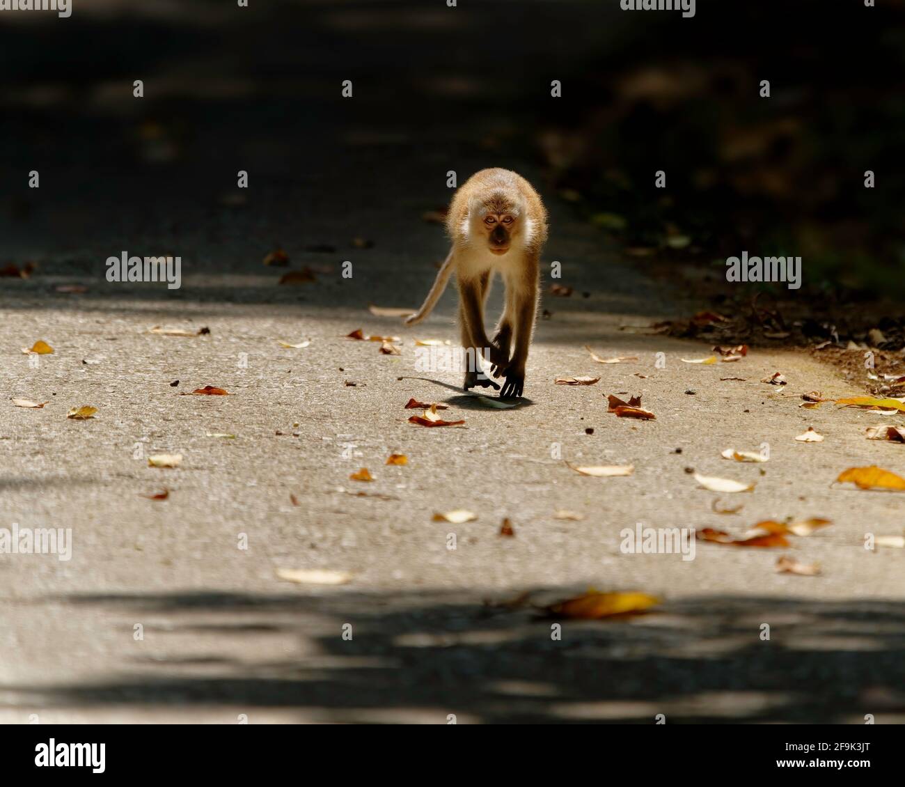 A charging monkey Stock Photo - Alamy