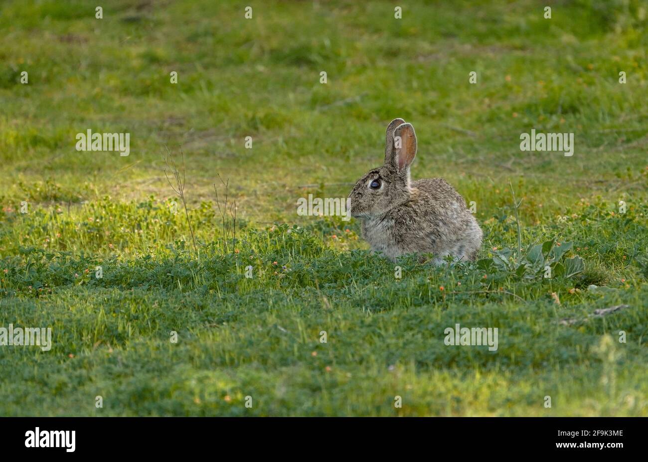 European wild rabbits hi-res stock photography and images - Alamy