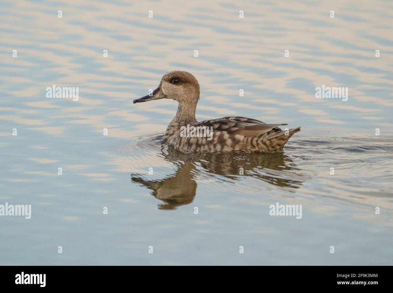 Marbled duck, marbled teal (Marmaronetta angustirostris) a threatened ...