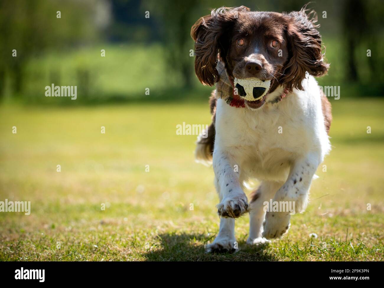 Army retaired veteran dog hi-res stock photography and images - Alamy