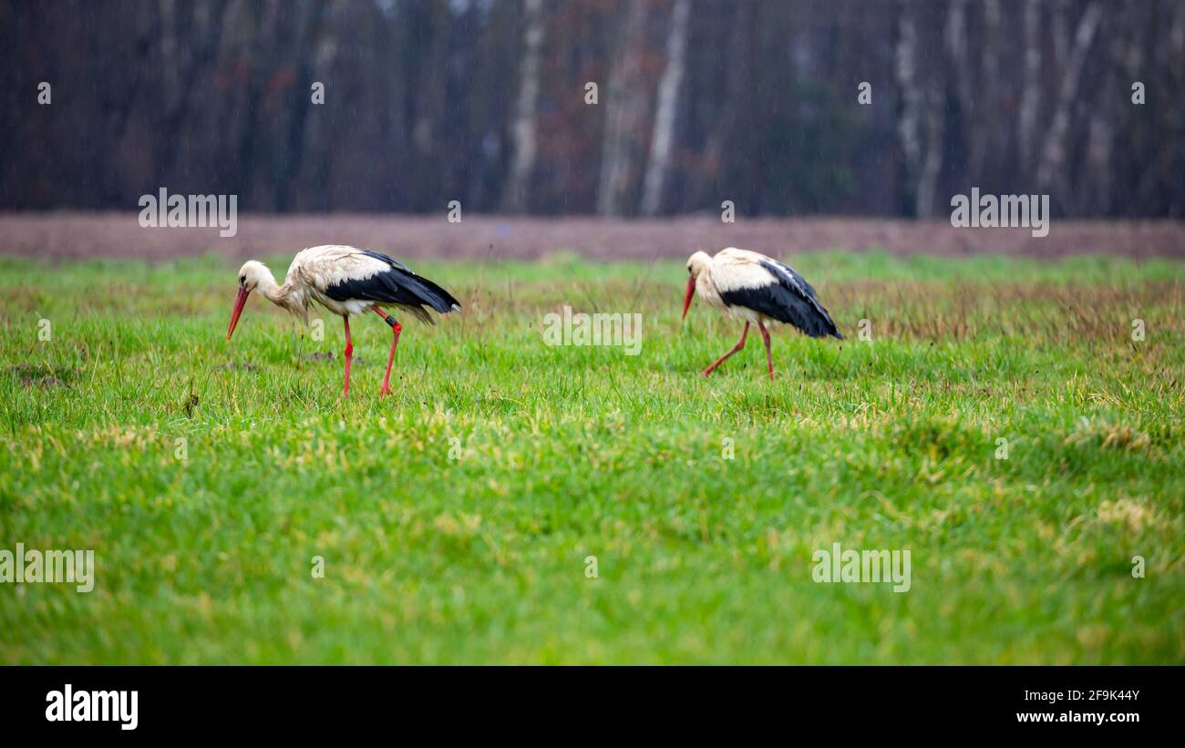 Stork migration hi-res stock photography and images - Alamy